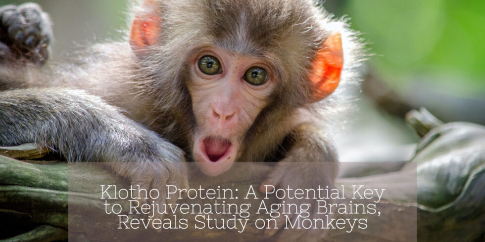 Klotho Protein: A Potential Key to Rejuvenating Aging Brains, Reveals Study on Monkeys | BodStim